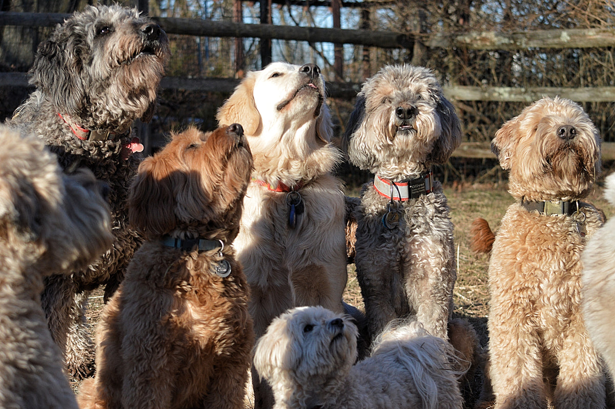 How to Teach Your Dog to Sit – Saint Rocco's Treats